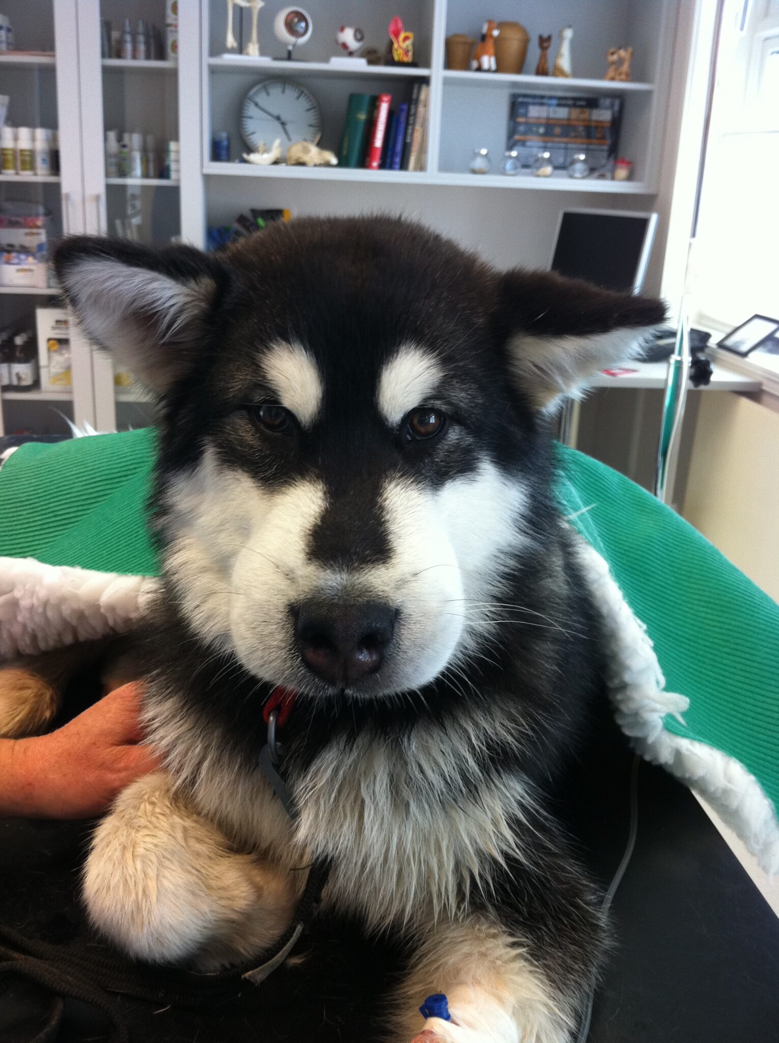 Huggormbitt – Grue Dyreklinikk